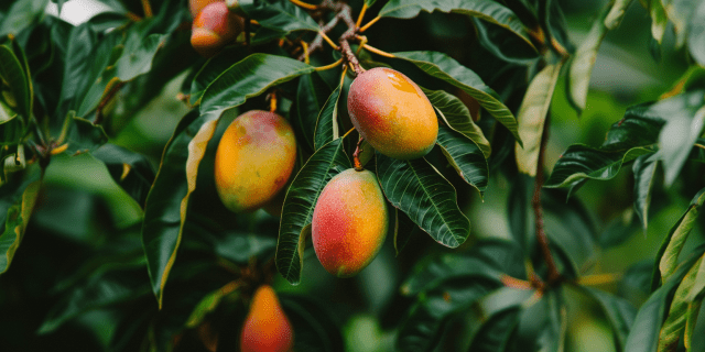 The Beautiful Mango – Lengguahi-ta