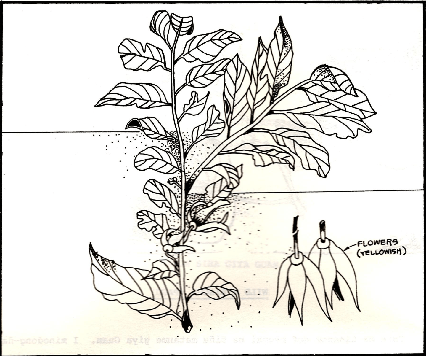 Plants of Guam, Part 1 – Lengguahi-ta